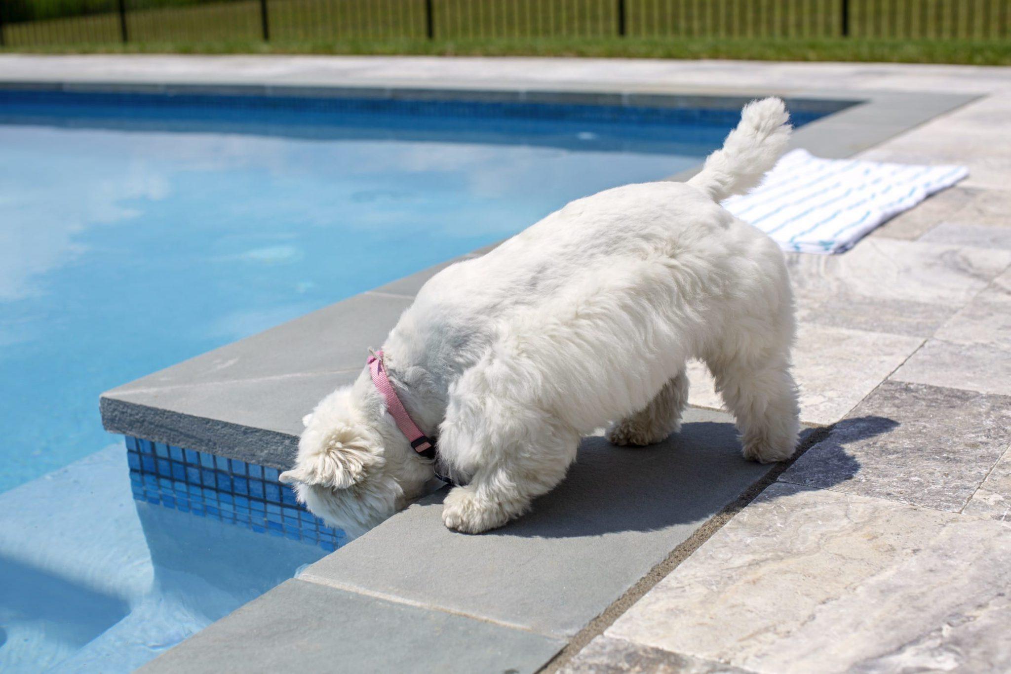 Chlorine vs Saltwater vs AOP Pools | Ashton Pools By Design